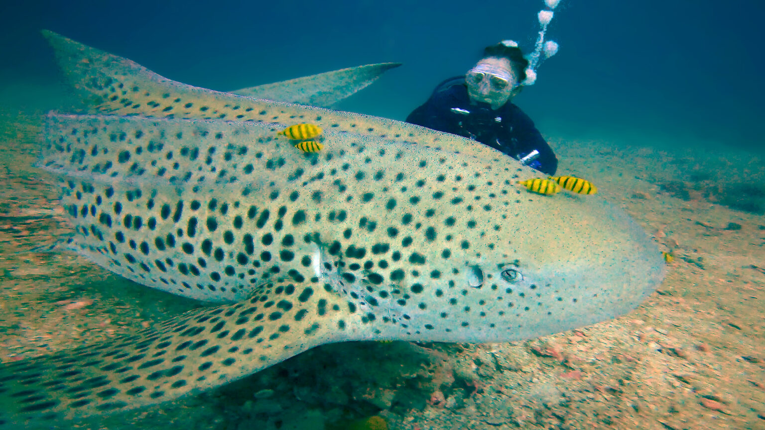 Best Phuket Diving Tours & PADI Courses - Love Diving Phuket