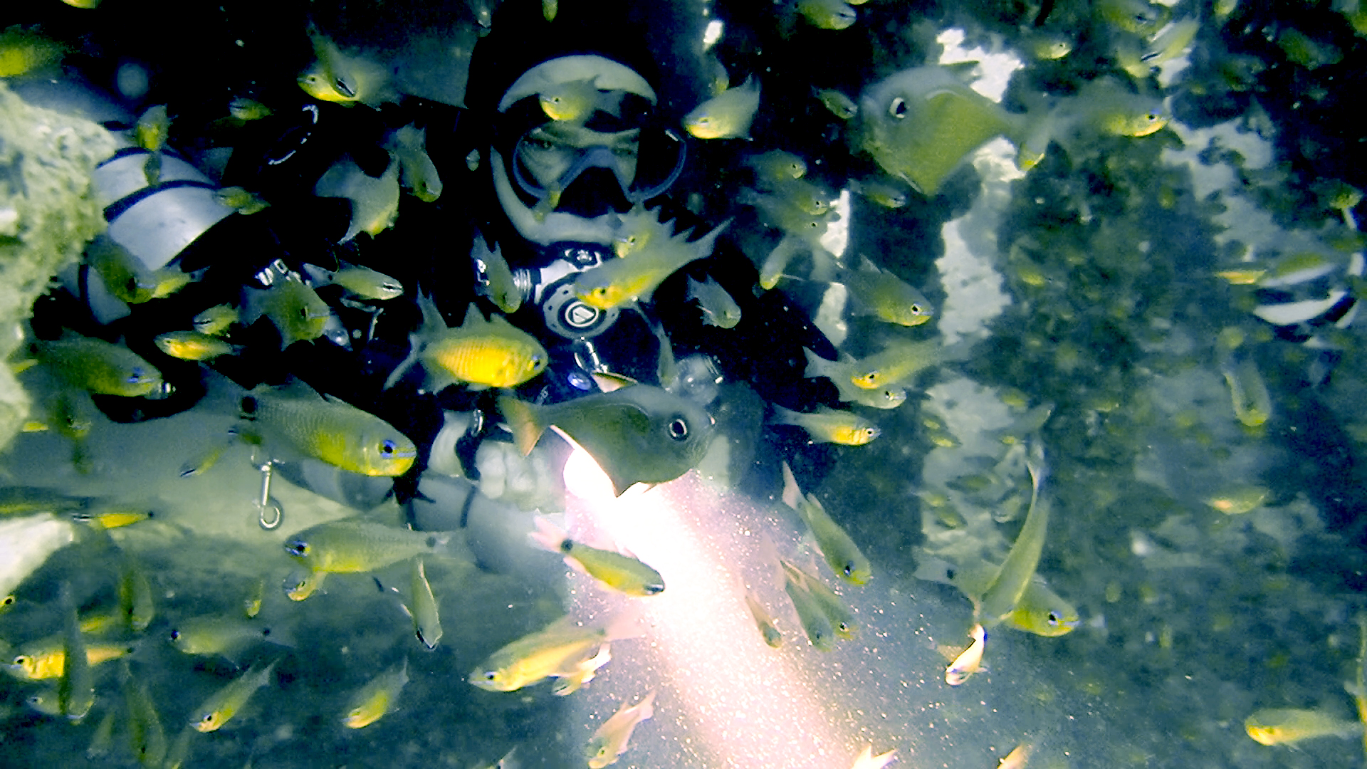 15 Best PADI Specialty Courses - Love Diving Phuket